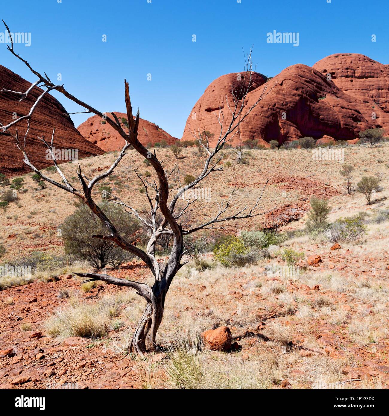The outback canyon and the dead tree Stock Photo - Alamy