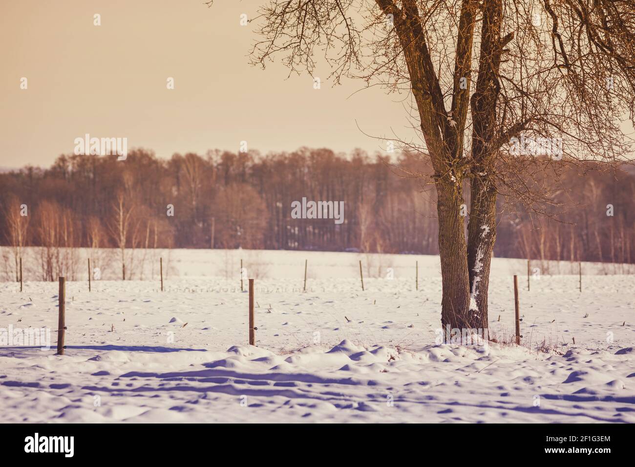 Tree and fields covered with snow Stock Photo - Alamy