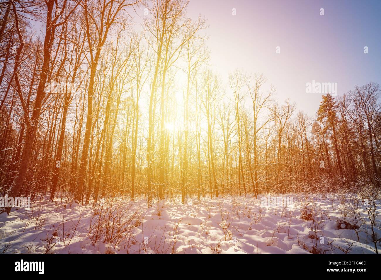 Fairytale forest at sunrise hi-res stock photography and images - Alamy