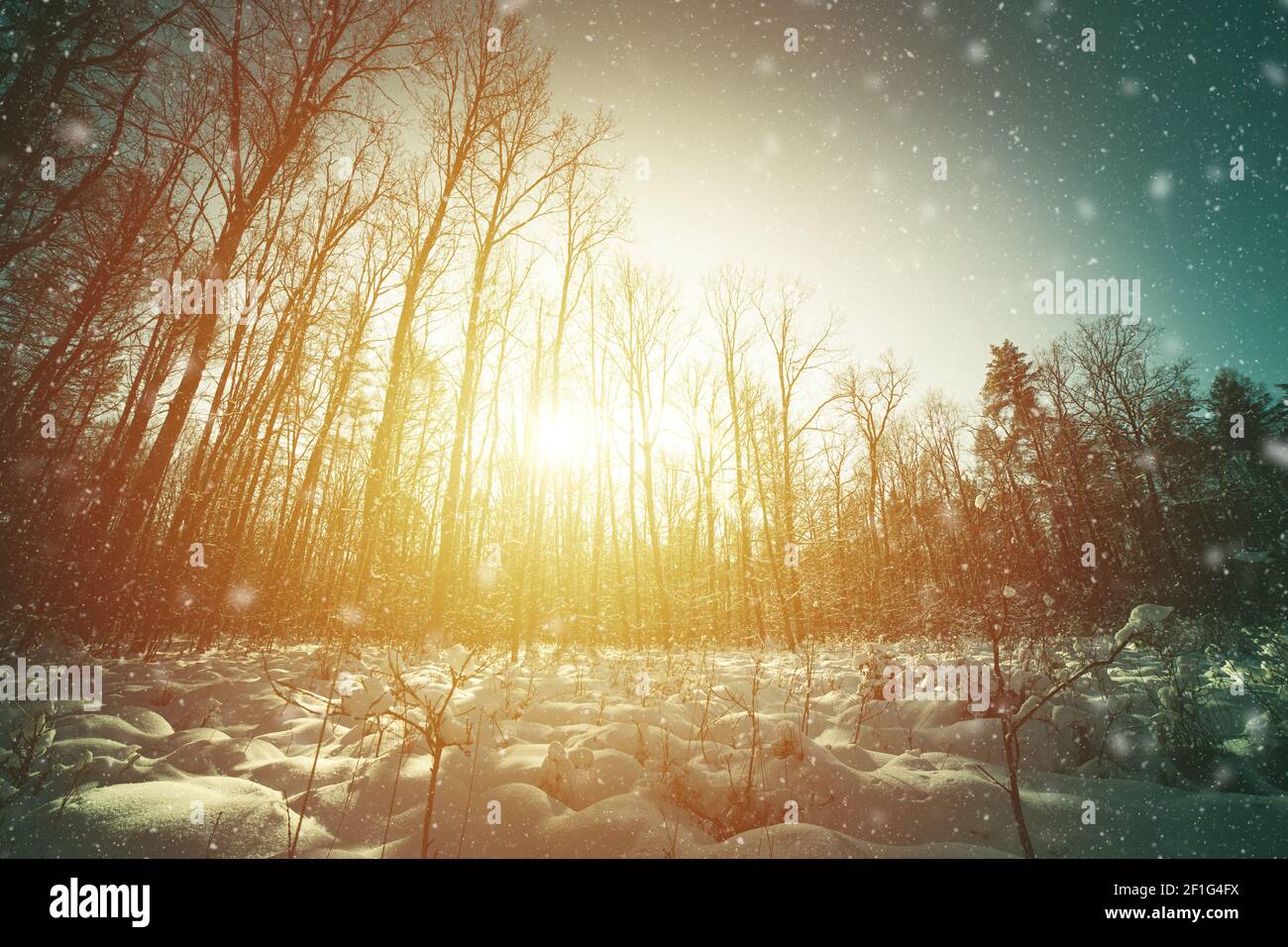 Snow falling forest landscape hi-res stock photography and images - Alamy