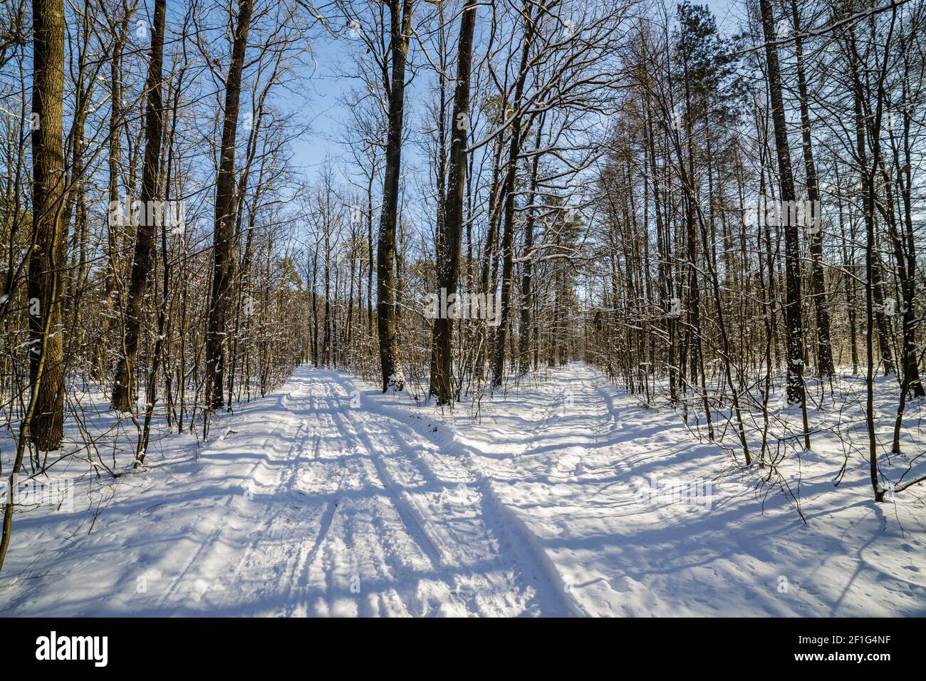 Crossroads forest hi-res stock photography and images - Alamy