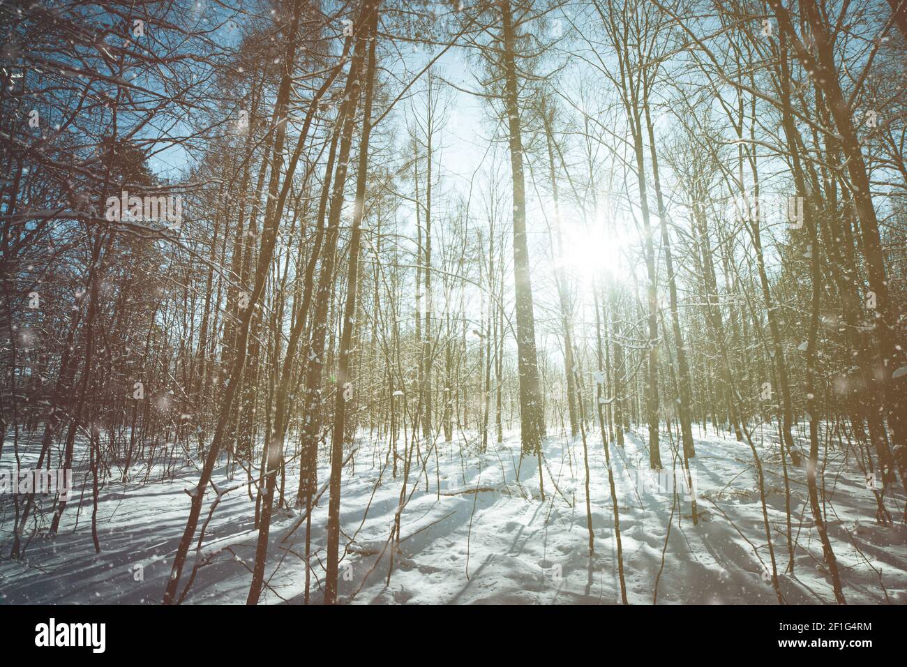 Snow falling forest landscape hi-res stock photography and images - Alamy