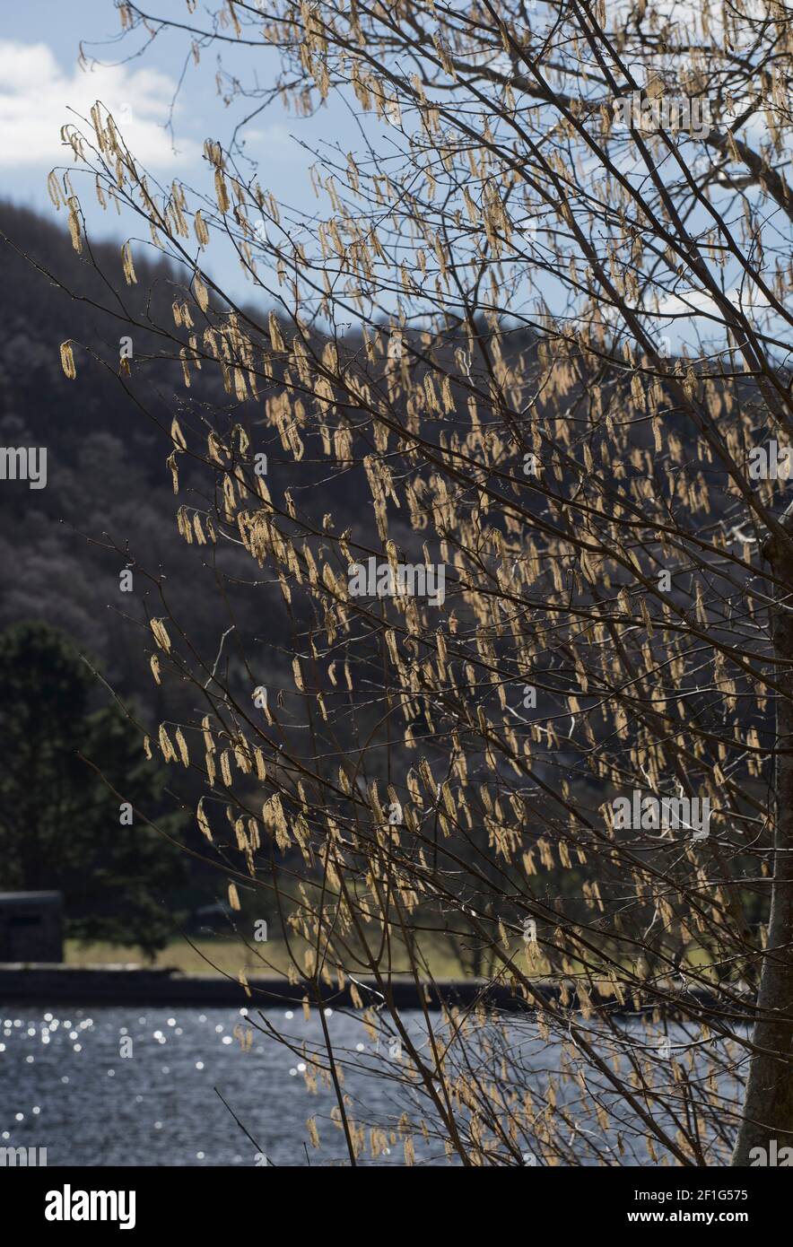 Nature trail by the Cwm Rheidol Reservoir in Ceredigion,Wales,UK Stock ...