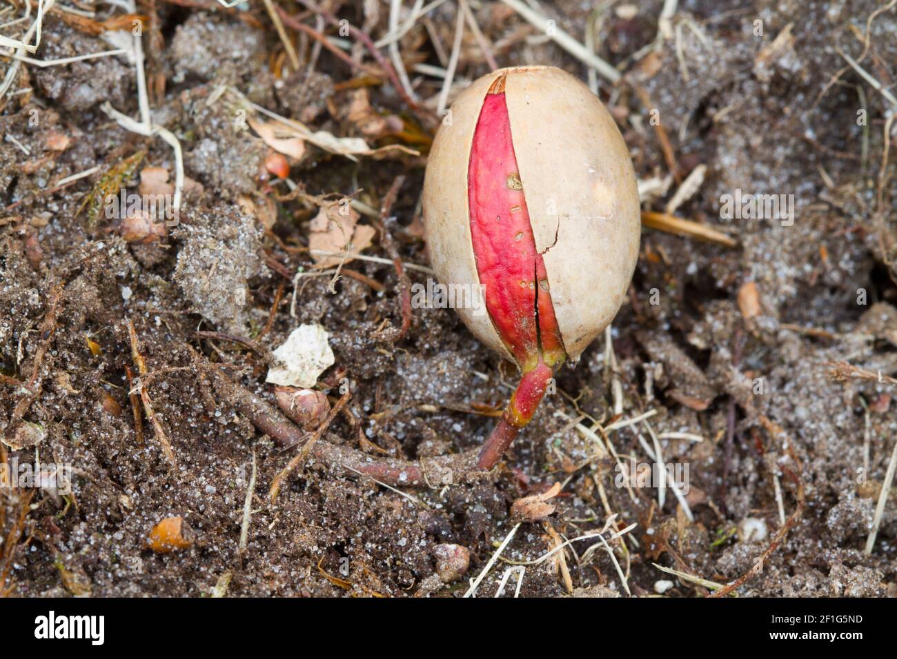Acorn starch hi-res stock photography and images - Alamy