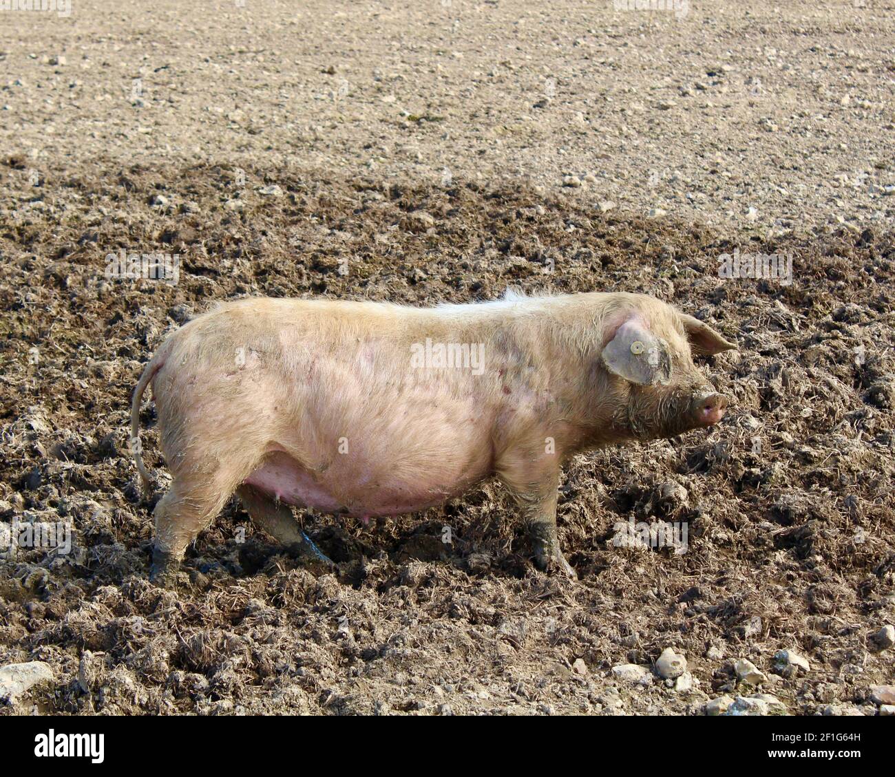 Big pig hi-res stock photography and images - Alamy