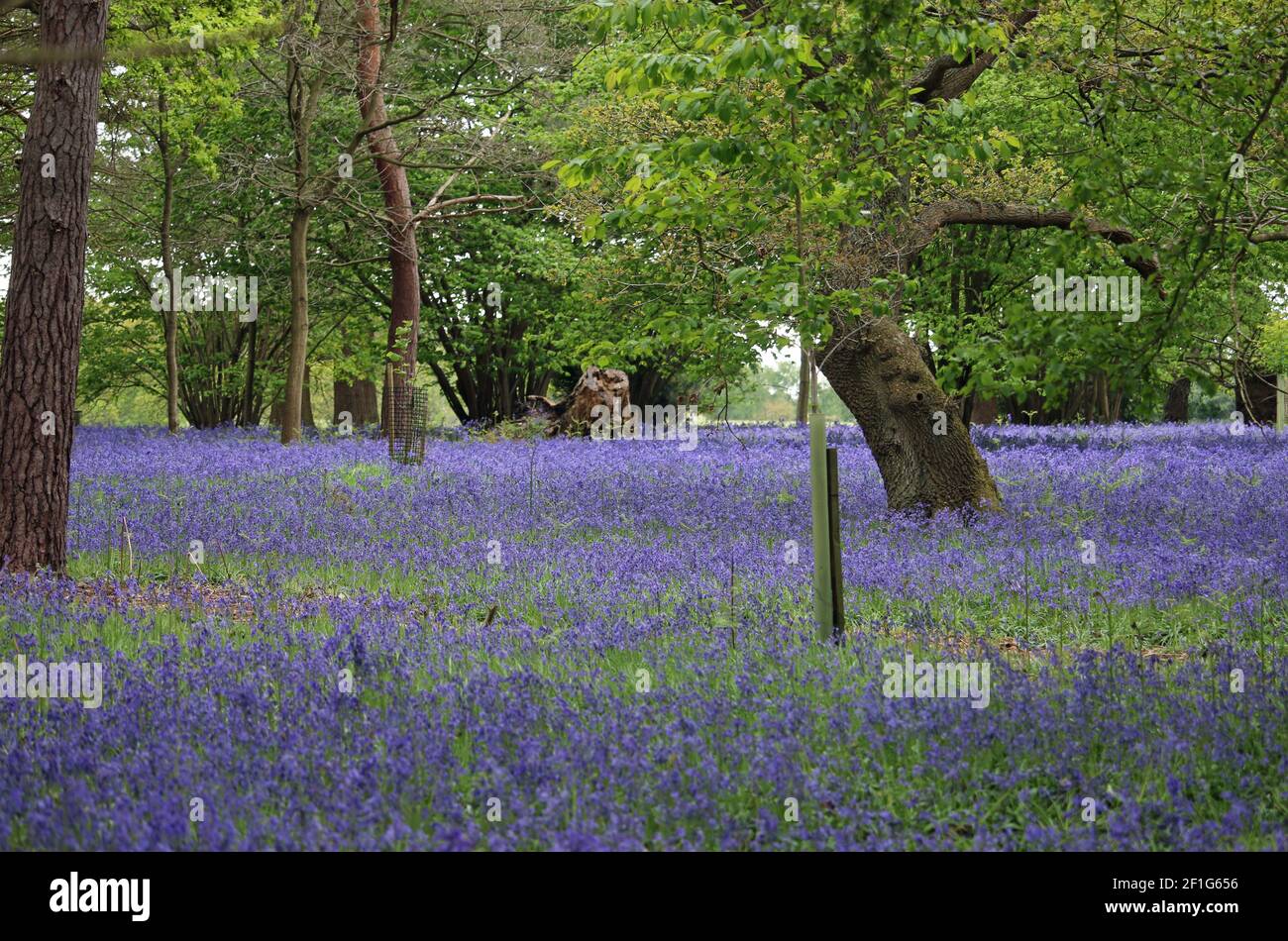 Spring woodland with bluebell, Hyacinthoides non scripta, flowers ...