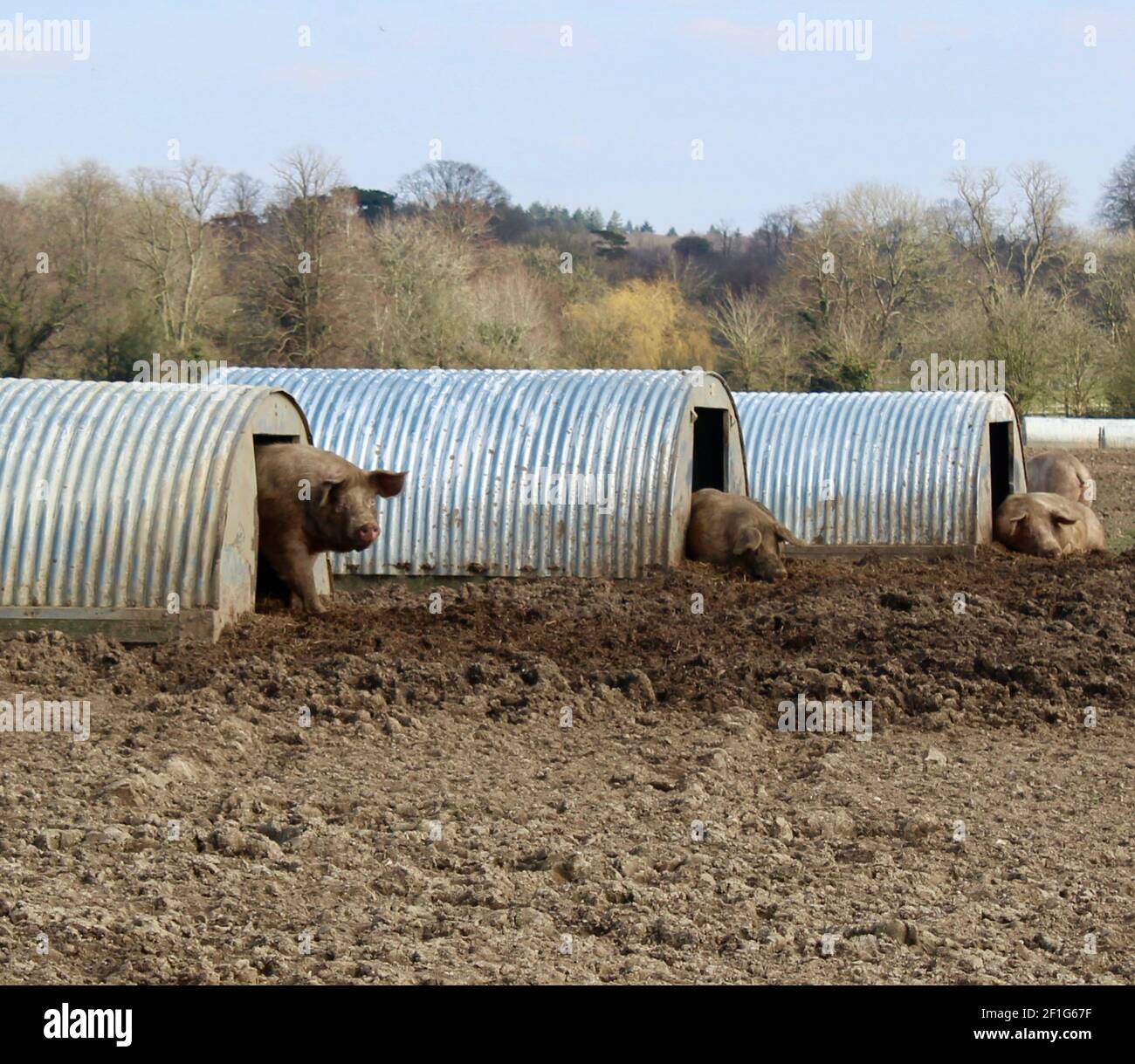 Metal Pigs Small Homes Supreme Court's Ruling On Humane Treatment Of