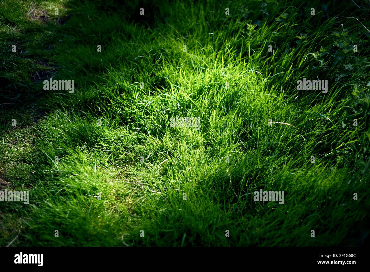Spring grass hi-res stock photography and images - Alamy