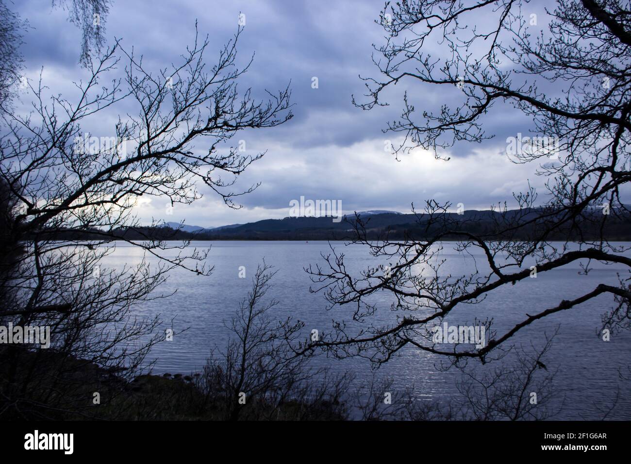 Silhouettes of branches, just showing the new growth of spring, with ...