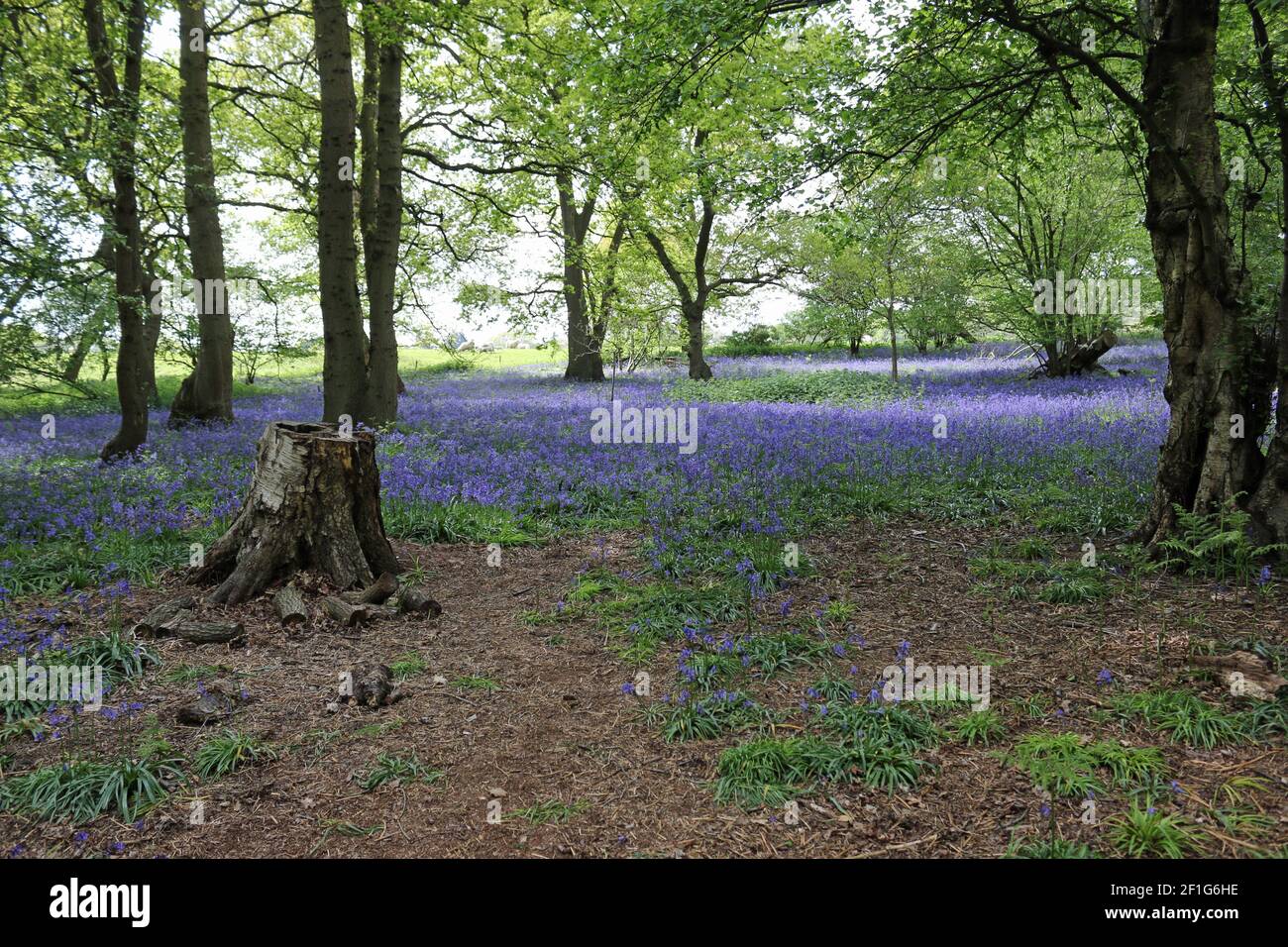 Spring woodland with bluebell, Hyacinthoides non scripta, flowers ...