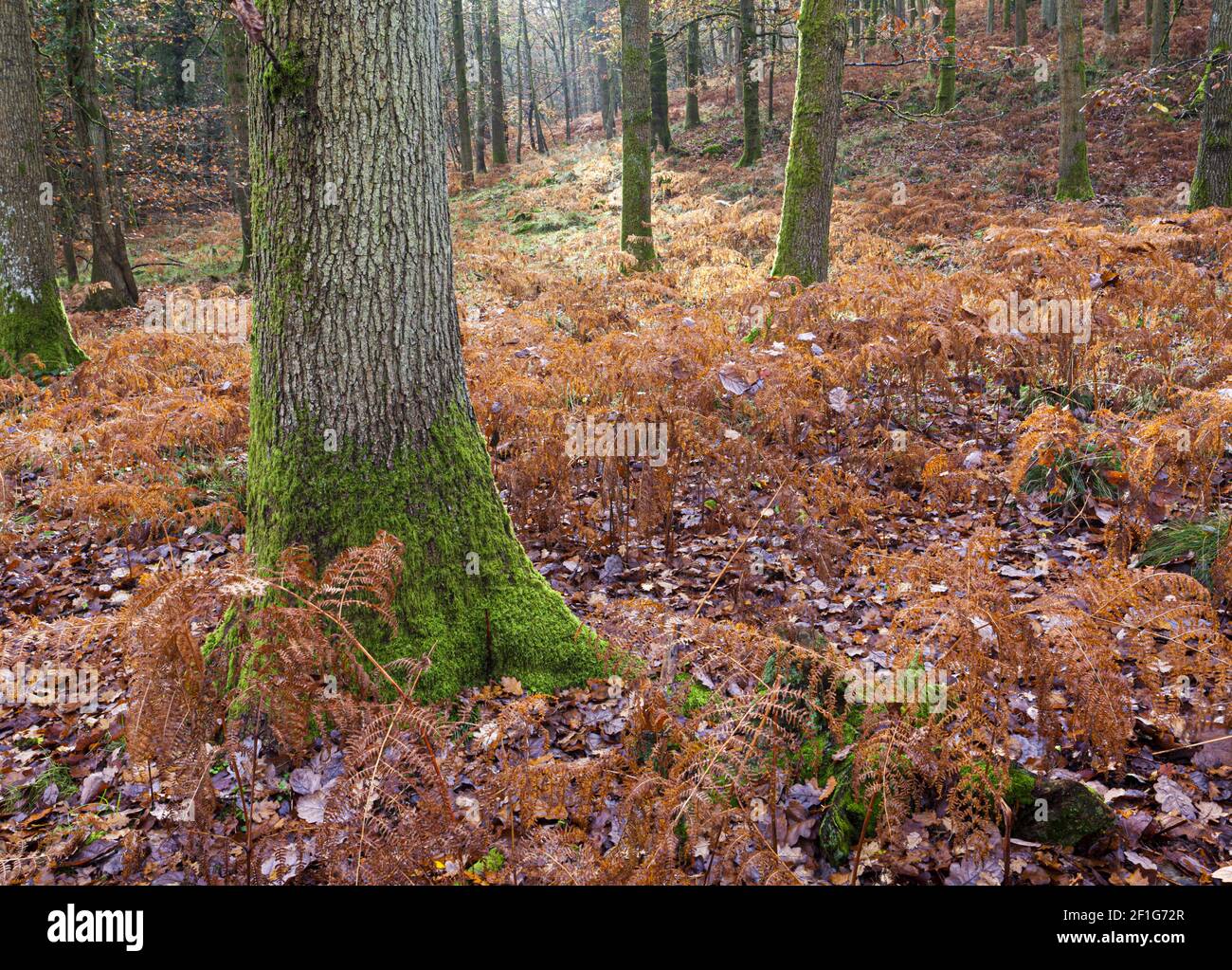 Dead trees uk forest hi-res stock photography and images - Alamy