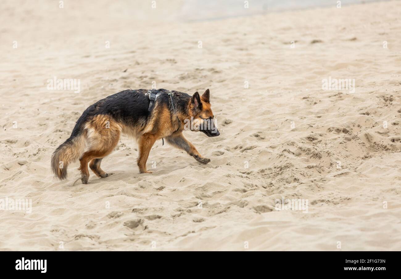Beautiful young long-haired German Shepherd walking on the sandy beach ...