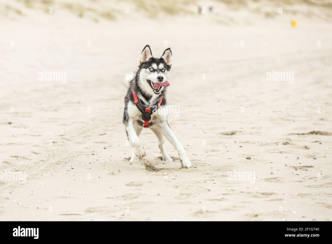 Siberian Husky On Beach High Resolution Stock Photography and Images ...