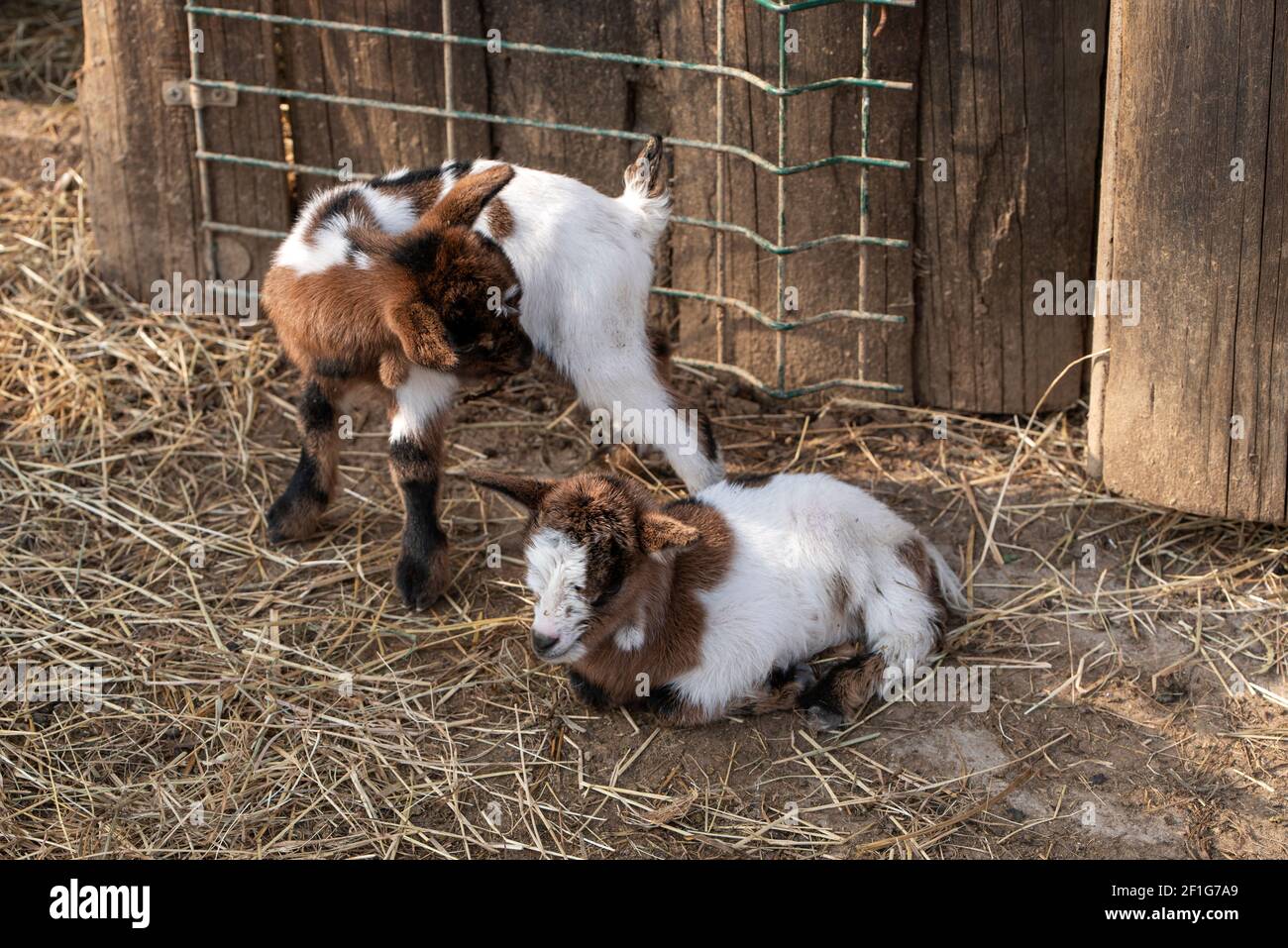newborn goats on the farm Stock Photo - Alamy