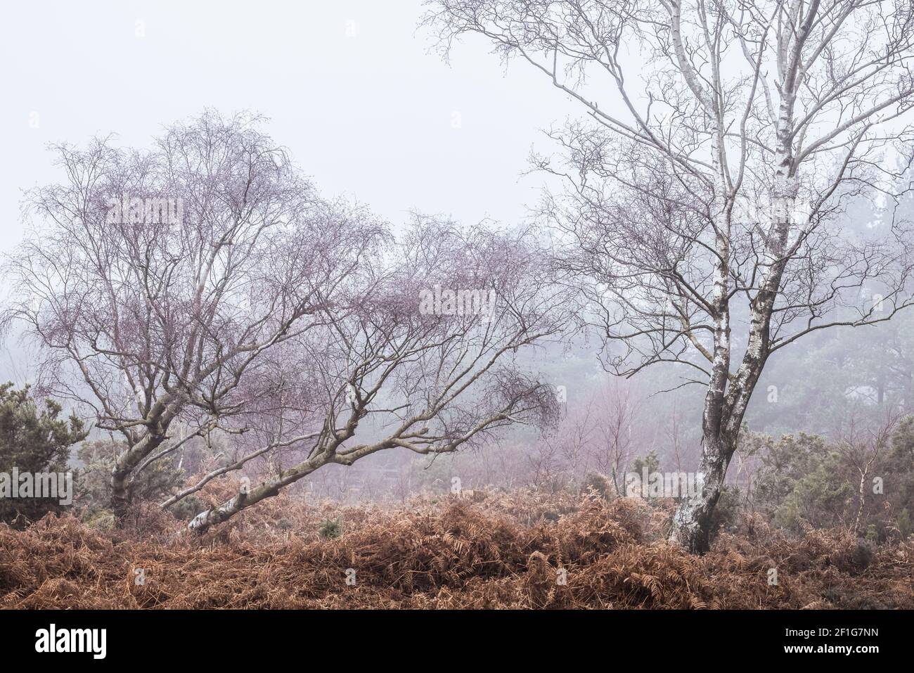 Birch Trees In Winter High Resolution Stock Photography and Images - Alamy