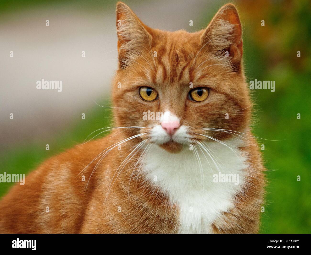 A closeup of a fancy cat in a garden in Farum, Denmark against a ...