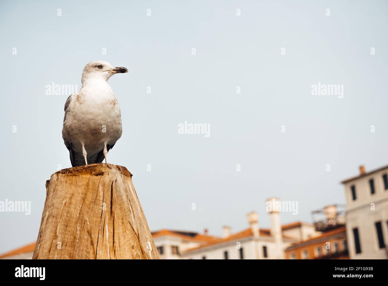 Blue bird standing on log hi-res stock photography and images - Alamy