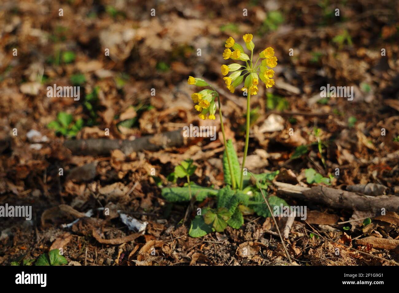 Primrose cowslip hi-res stock photography and images - Alamy
