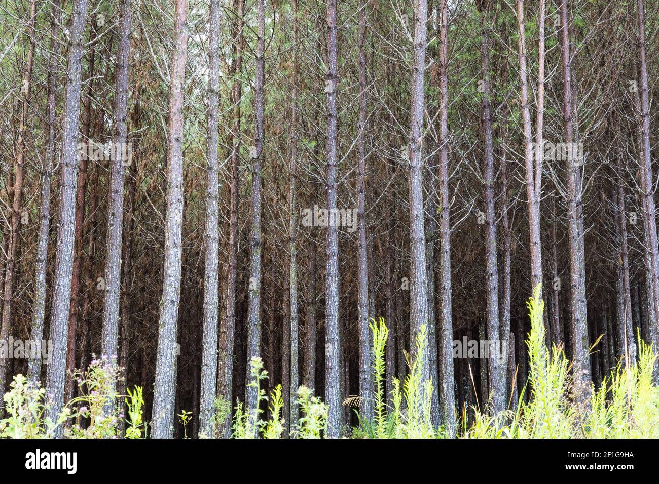 A green forest with many pine trees during the daytime Stock Photo - Alamy
