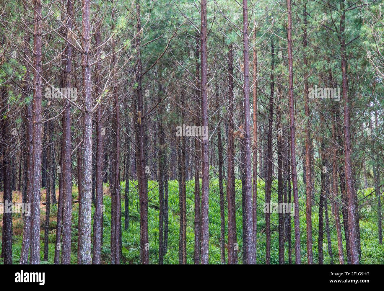 A green forest with many pine trees during the daytime Stock Photo - Alamy