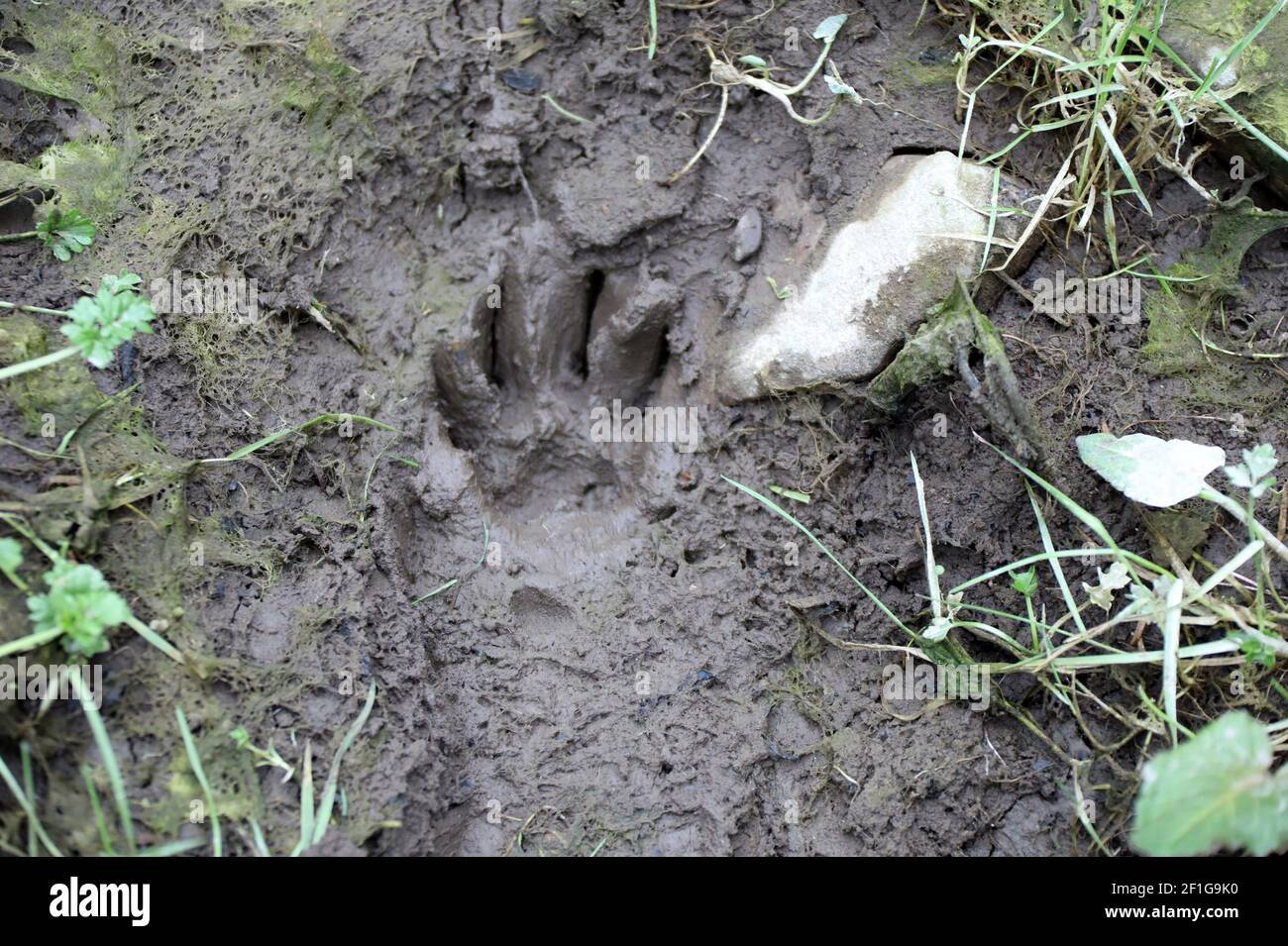Animal pawprint in mud Stock Photo - Alamy