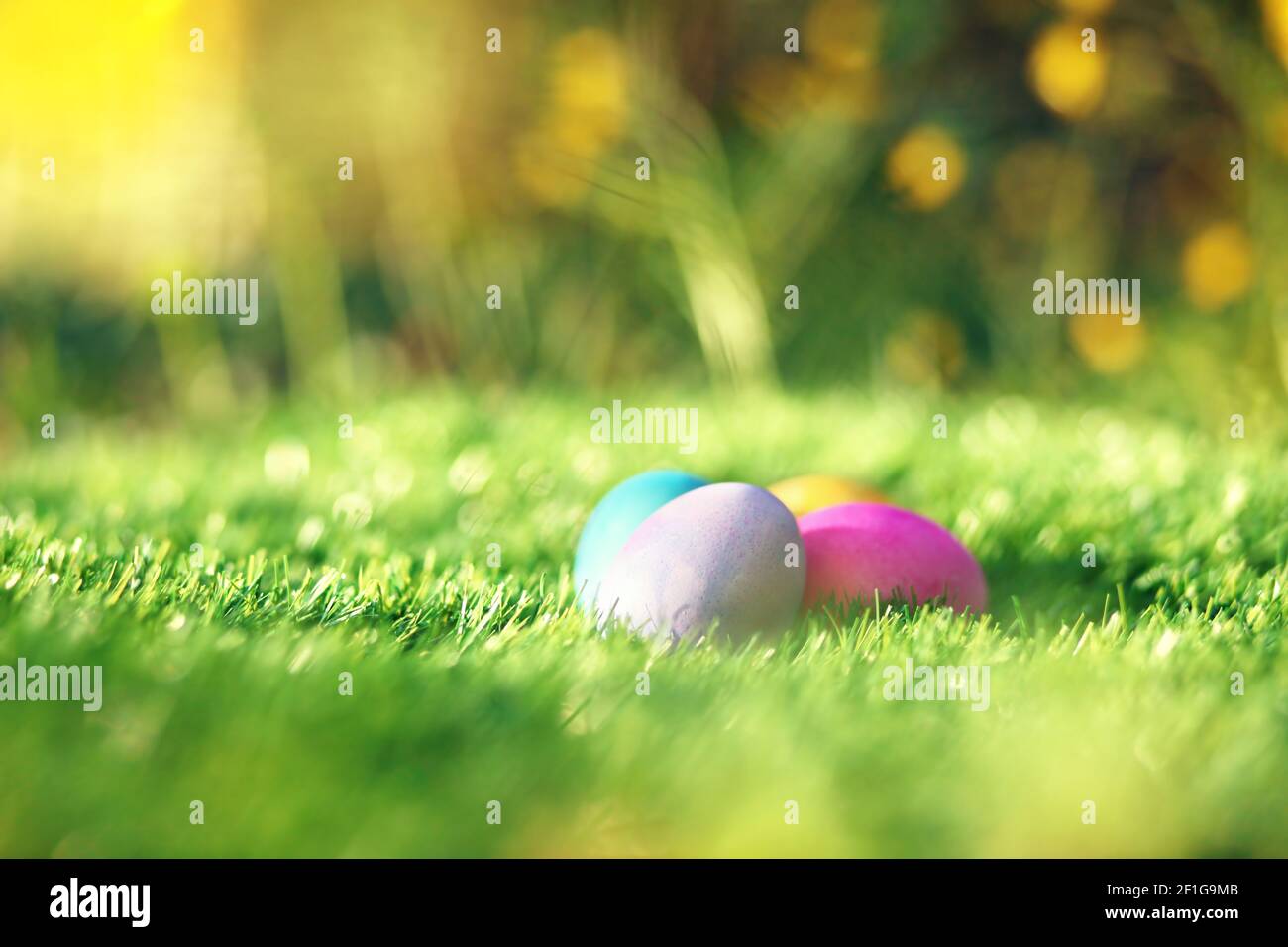 Collection of colorful Easter eggs in grass Stock Photo - Alamy