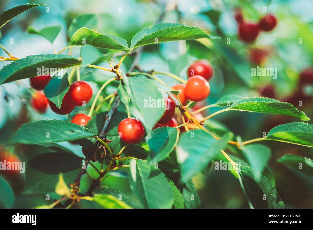 Dwarf cherry tree fruit hi-res stock photography and images - Alamy