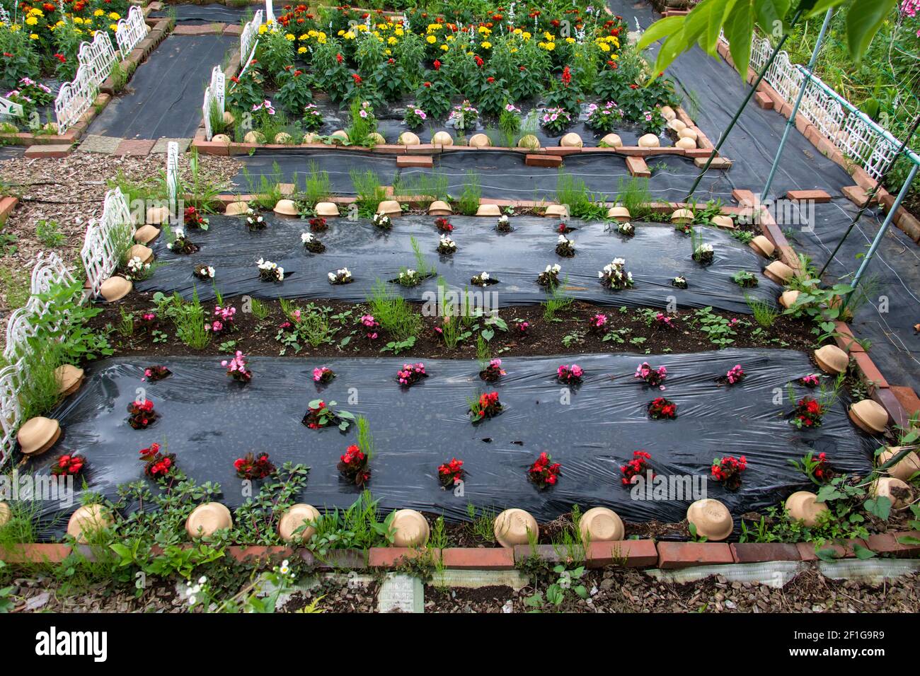 Foil plant garden hi-res stock photography and images - Alamy