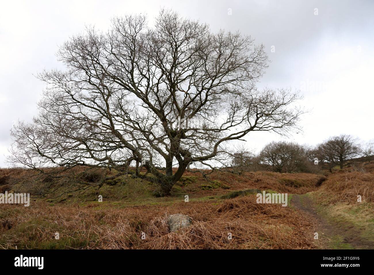 Ancient path over Stanton Moor in the Peak District Stock Photo - Alamy