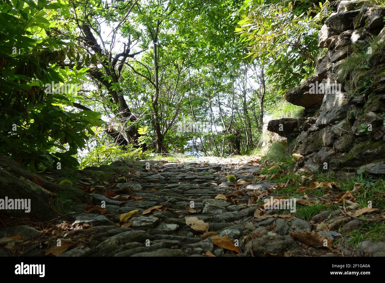 a beautiful pebbly path with plants and greenery under the sunlight ...
