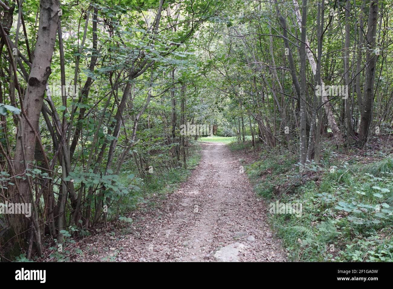 A beautiful unpaved path in the forest with dense trees - green ...