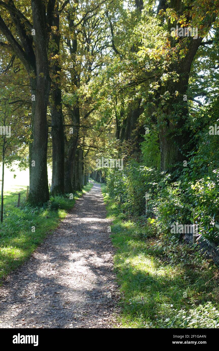 A vertical shot of a beautiful unpaved path in the forest - green ...