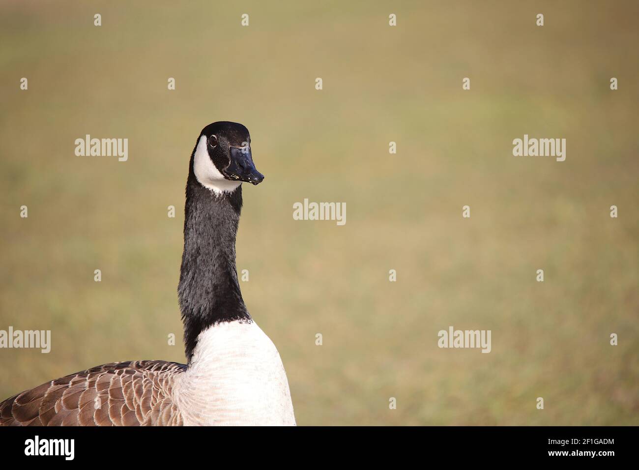 Portrait of a Canada goose looking imposing Stock Photo - Alamy