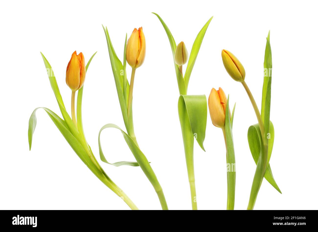 Budded flower Cut Out Stock Images & Pictures - Alamy