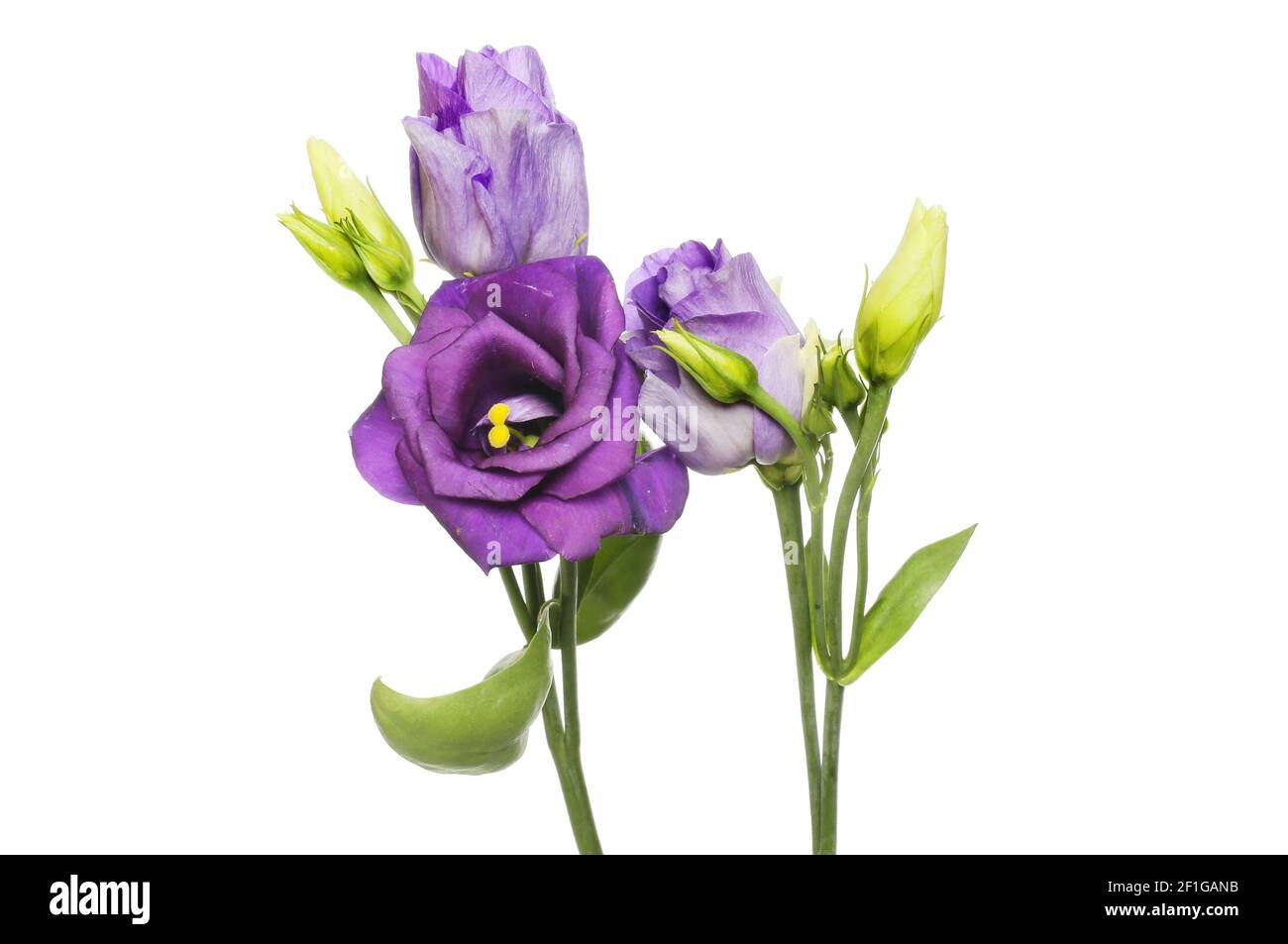 Lisianthus flowers and buds isolated against white Stock Photo - Alamy