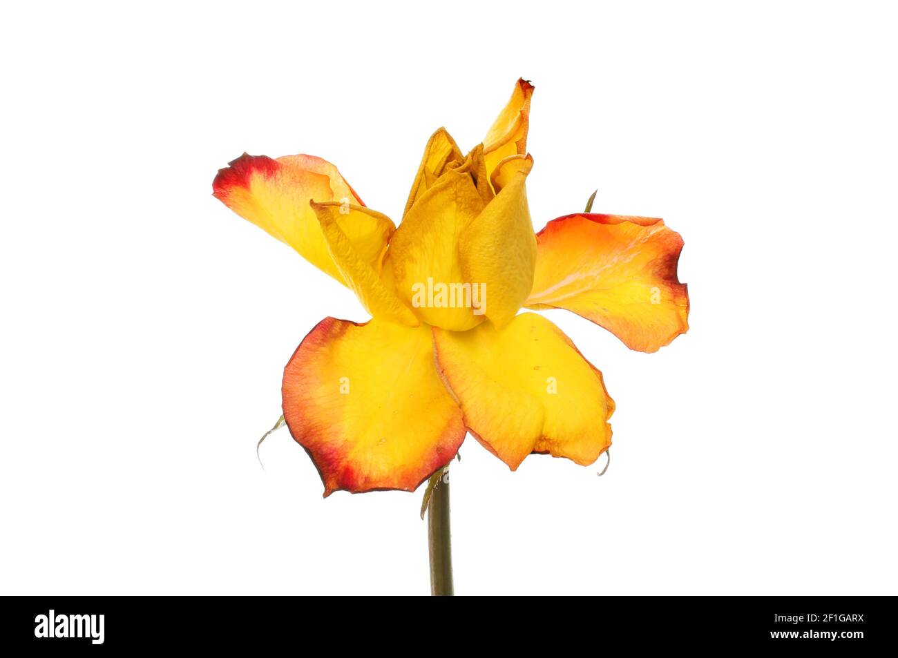 Wilted and dried yellow and red rose flower isolated against white ...
