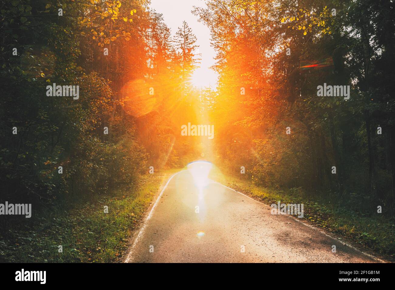 Winding Road Path Walkway Through Summer Forest During Sunset. Nobody ...