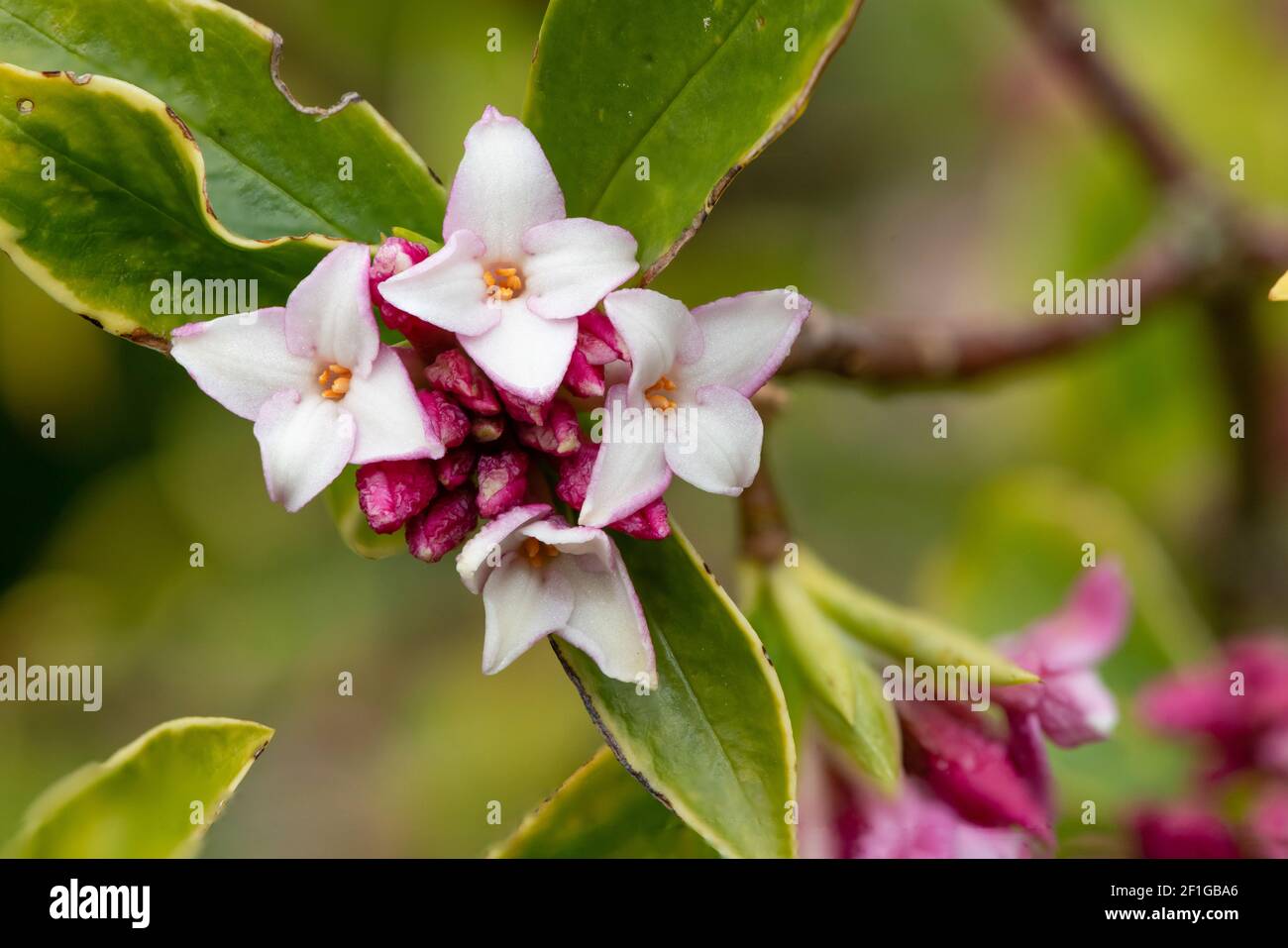 Macro shot of perfume princess Daphne flowers in bloom Stock Photo - Alamy