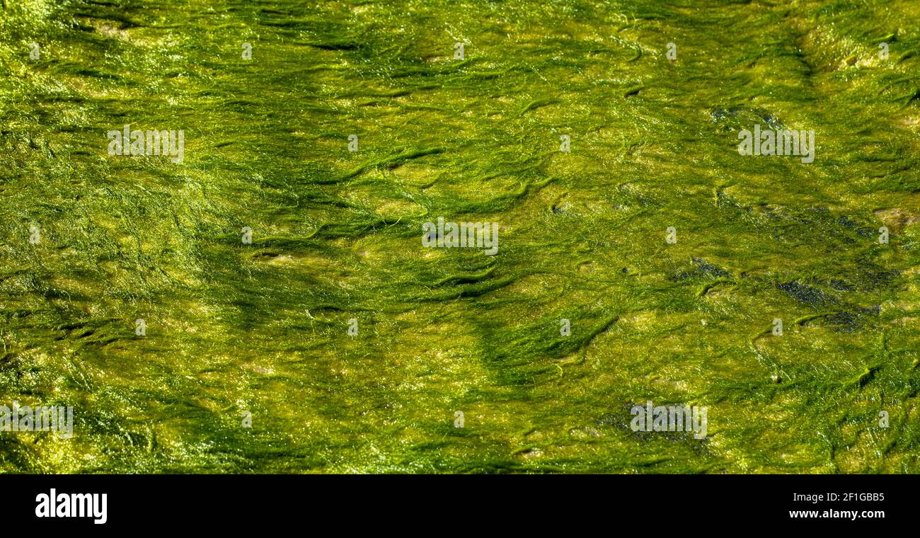 A green background with green algae on the rock at the edge of the sea ...