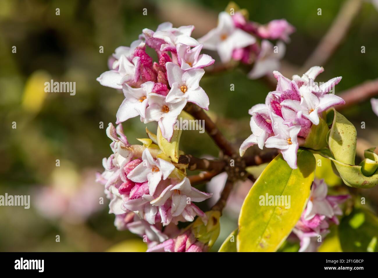 Close up of perfume princess Daphne flowers in bloom Stock Photo - Alamy