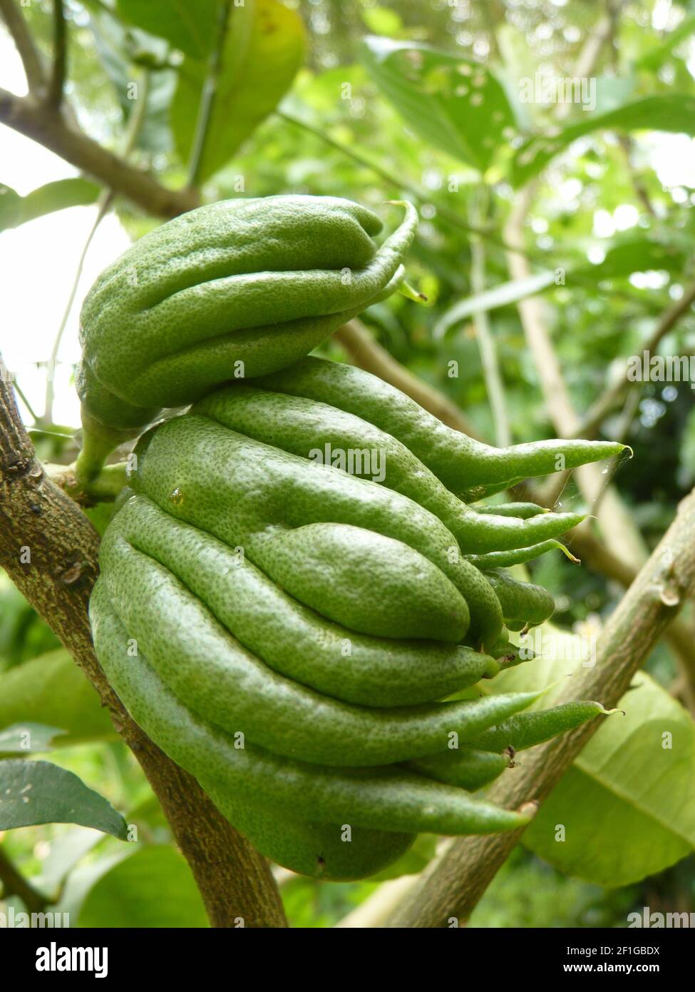 A vertical shot of fresh Buddha's hand fruit Stock Photo - Alamy