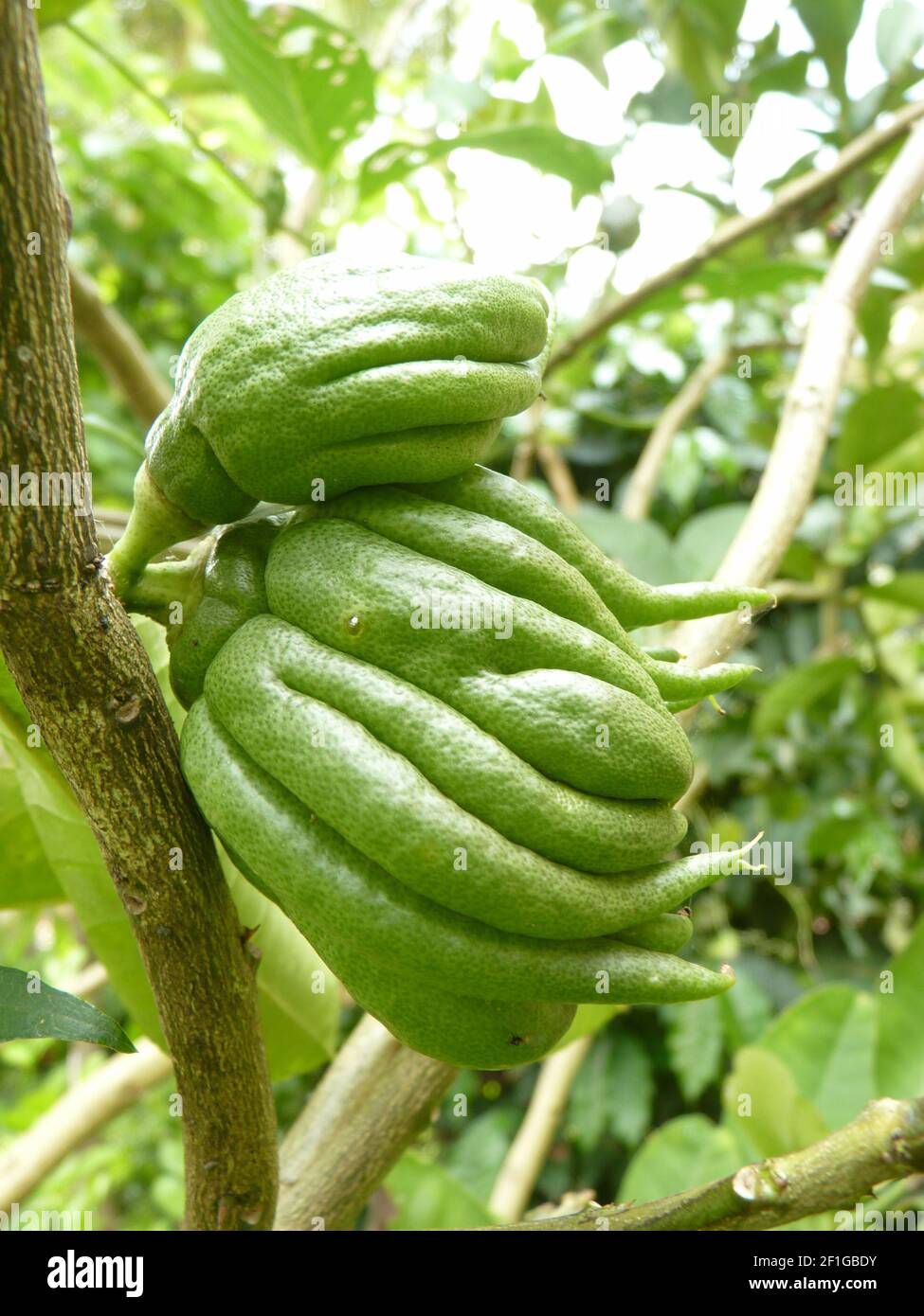A vertical shot of fresh Buddha's hand fruit Stock Photo - Alamy
