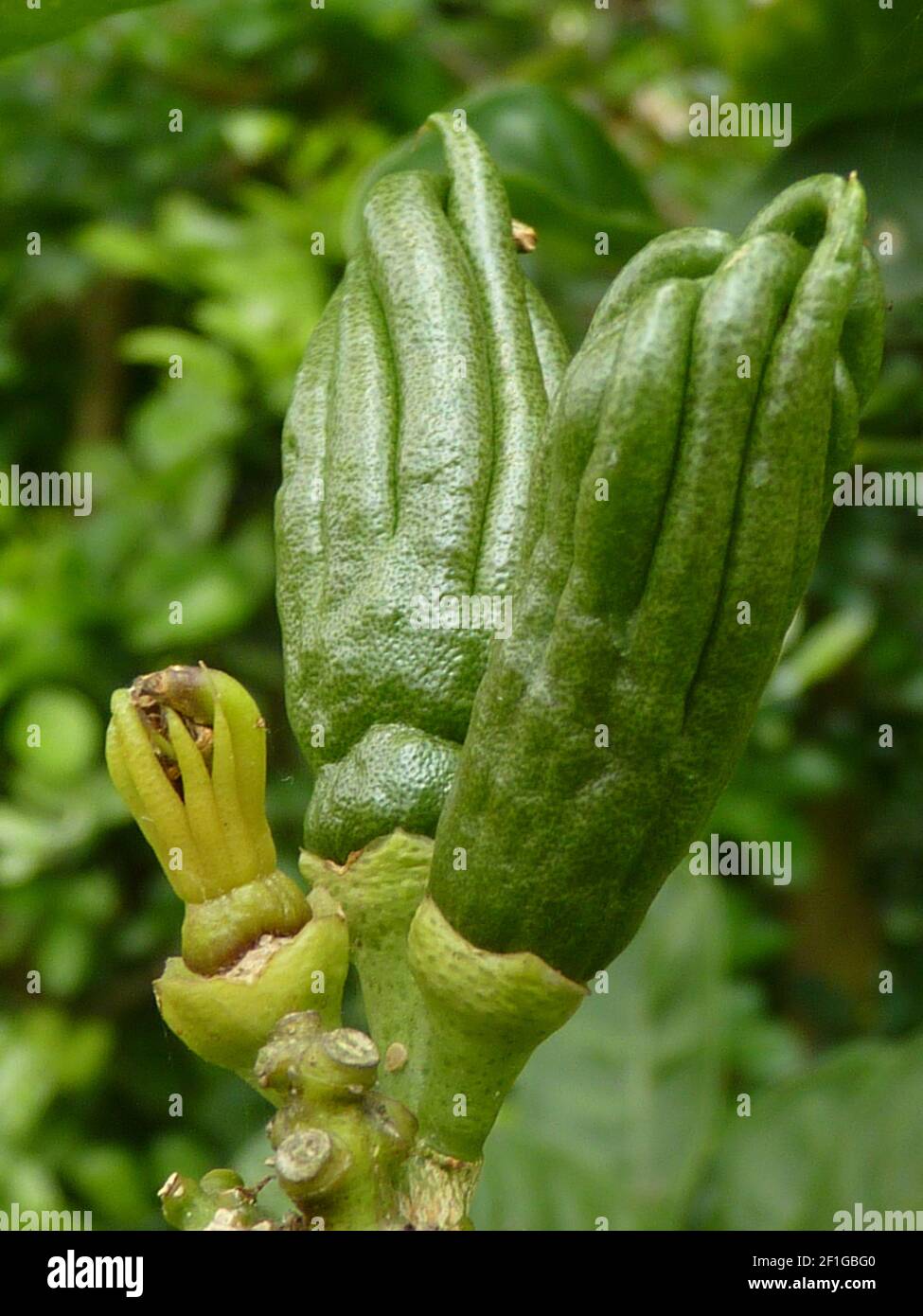 A vertical shot of fresh Buddha's hand fruit Stock Photo - Alamy