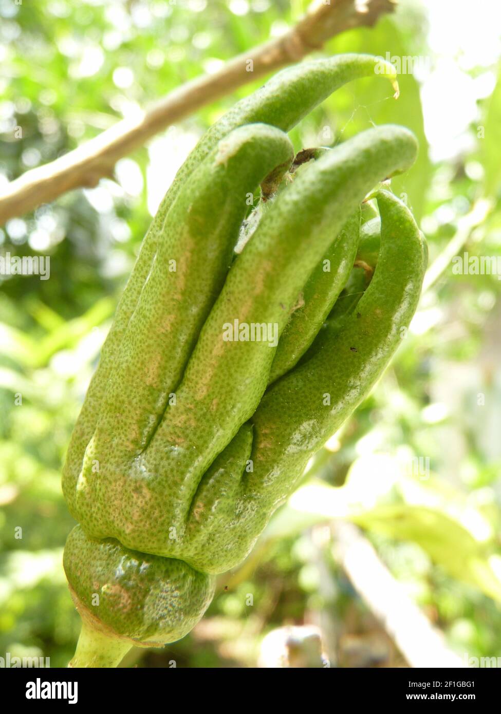 A vertical shot of fresh Buddha's hand fruit Stock Photo - Alamy