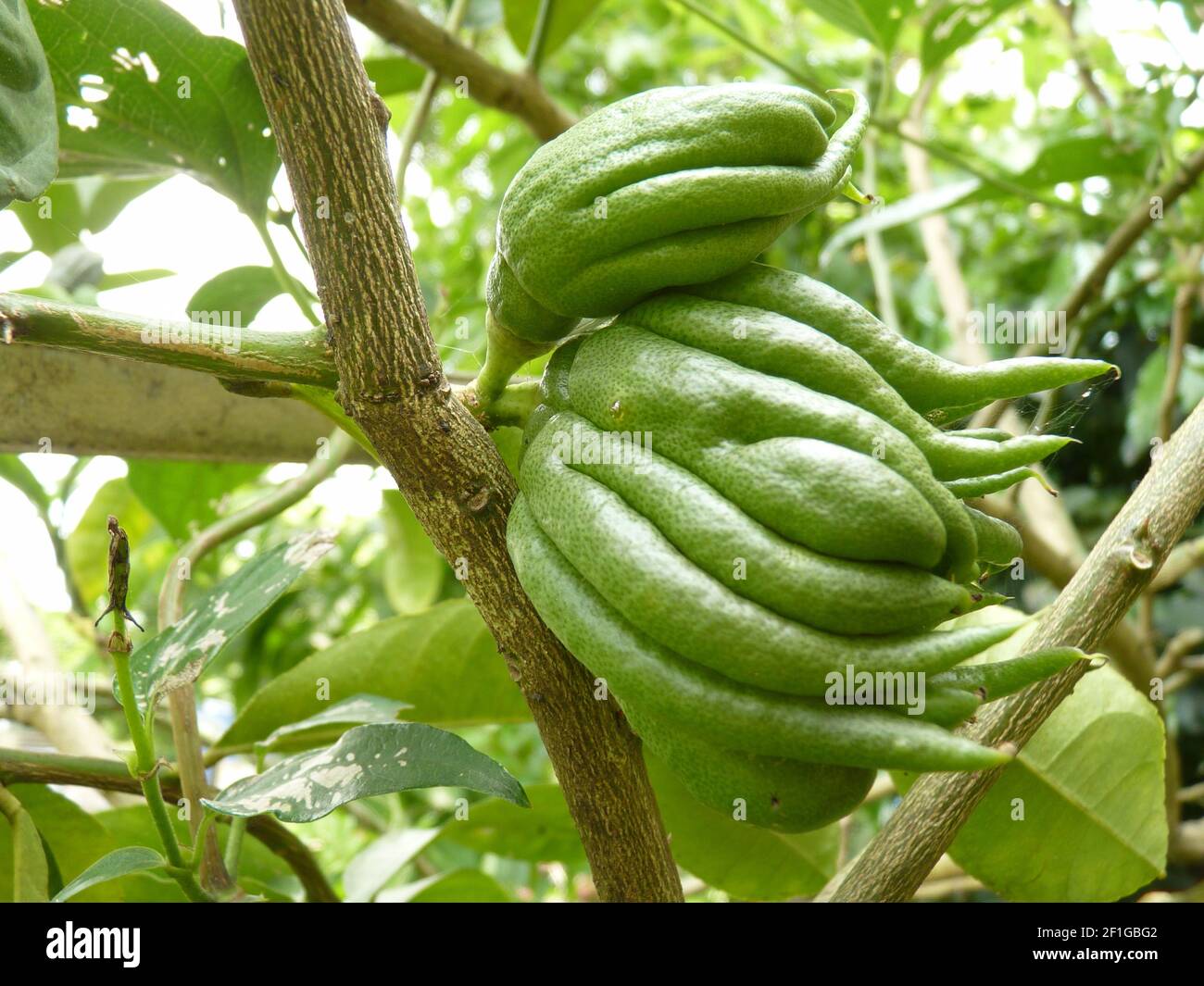 A closeup of fresh Buddha's hand fruits Stock Photo - Alamy