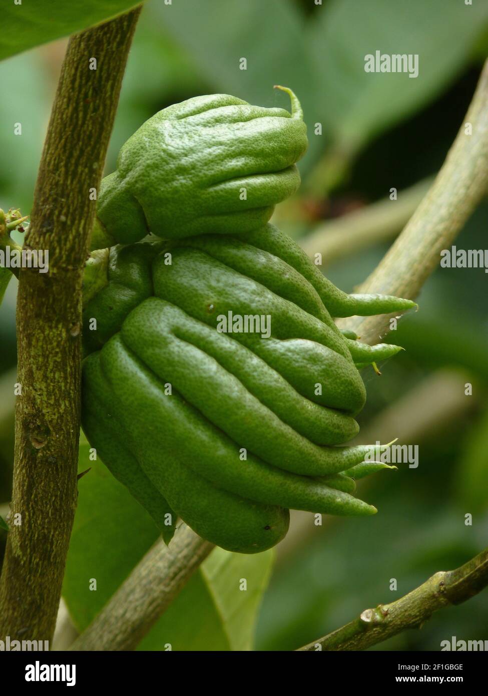 A vertical shot of fresh Buddha's hand fruit Stock Photo - Alamy