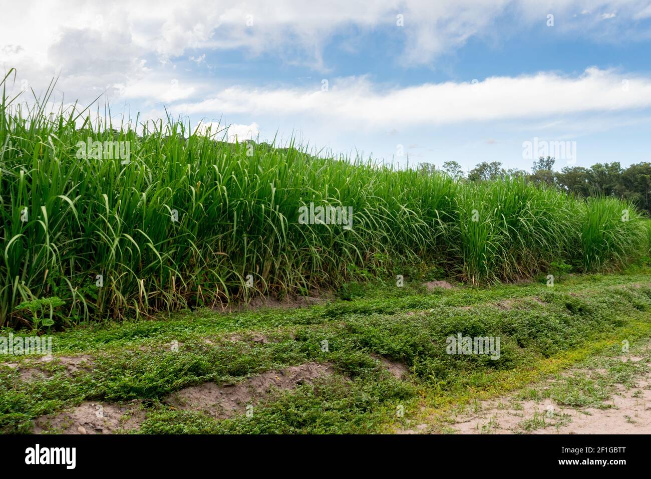 A landscape of sugar cane plantation Stock Photo - Alamy