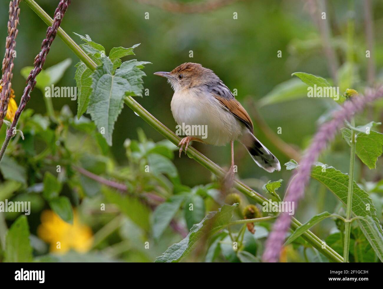 Winding Cisticola (Cisticola galactotes nyansae) perched in low ...
