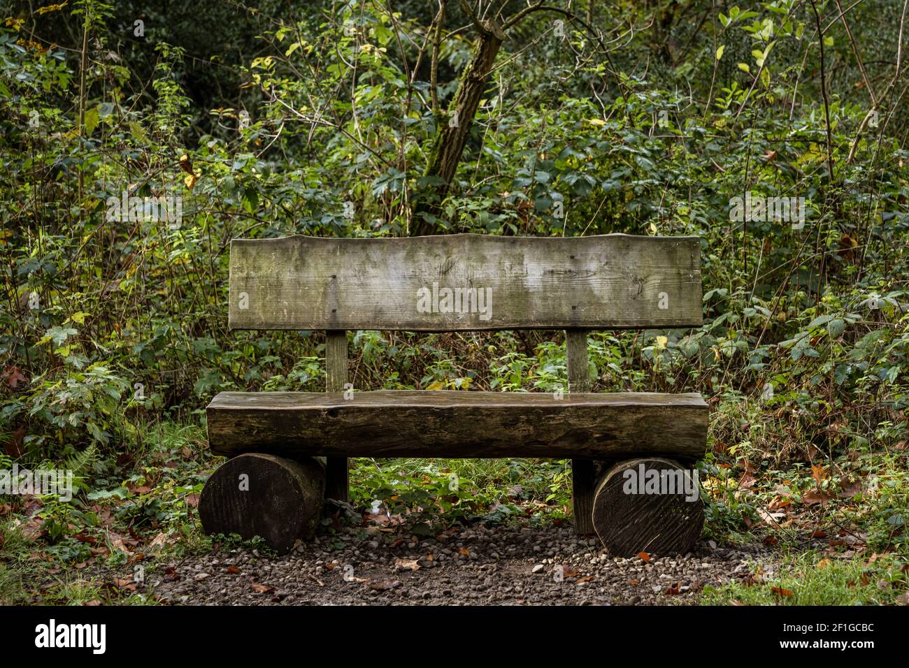 A bench in the forest with trees behind Stock Photo - Alamy