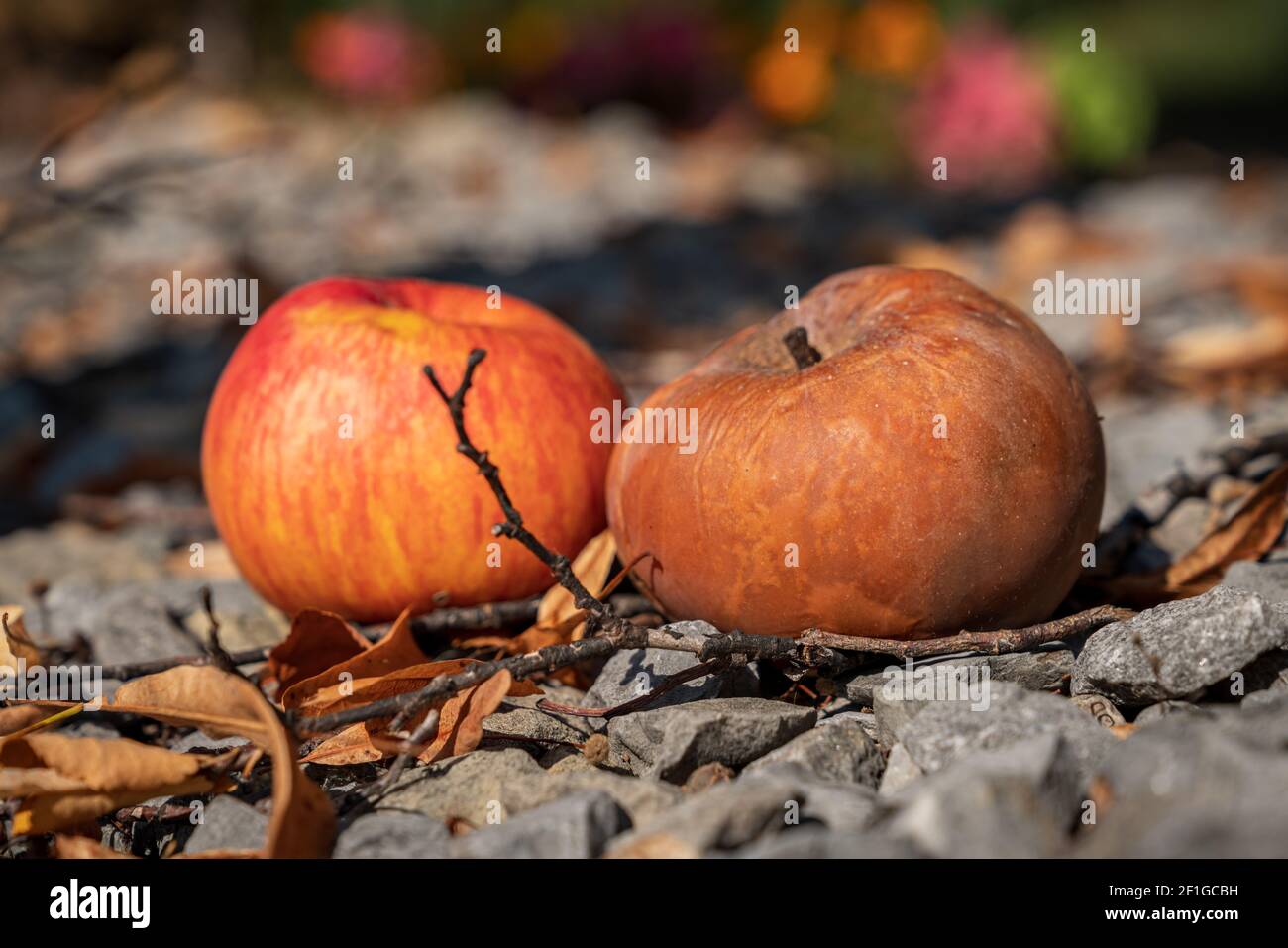 Fallen fruit: Two apples on the ground, one already started rotting ...